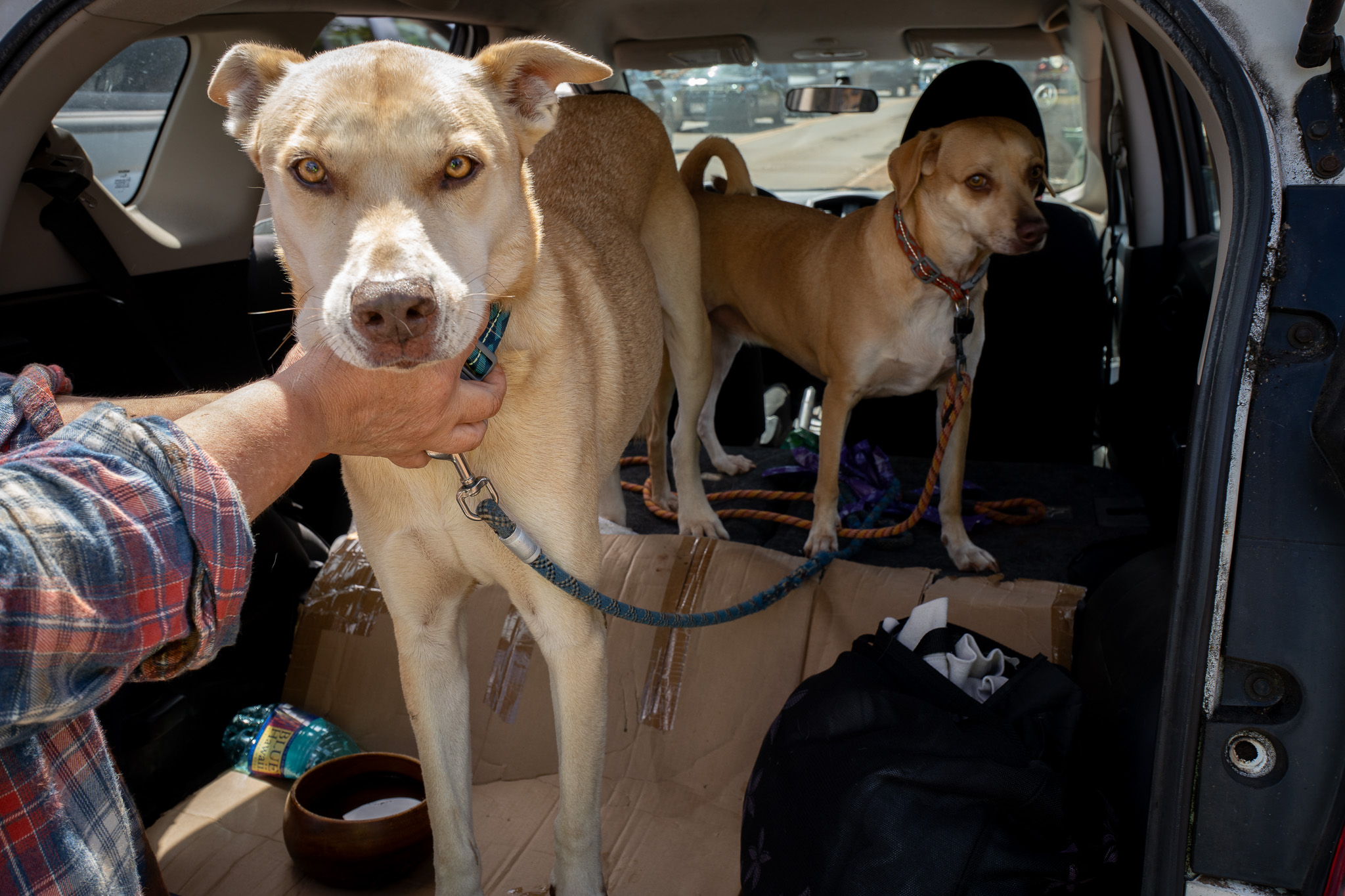 Neal Milner: It's Tough To Be A Dog In Hawaiʻi - Honolulu Civil Beat