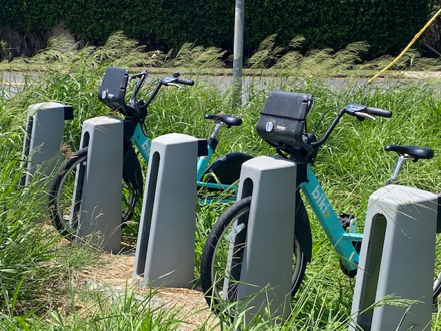 Lee Cataluna: Biki Is A Waste Of Money. Get Over It - Honolulu Civil Beat
